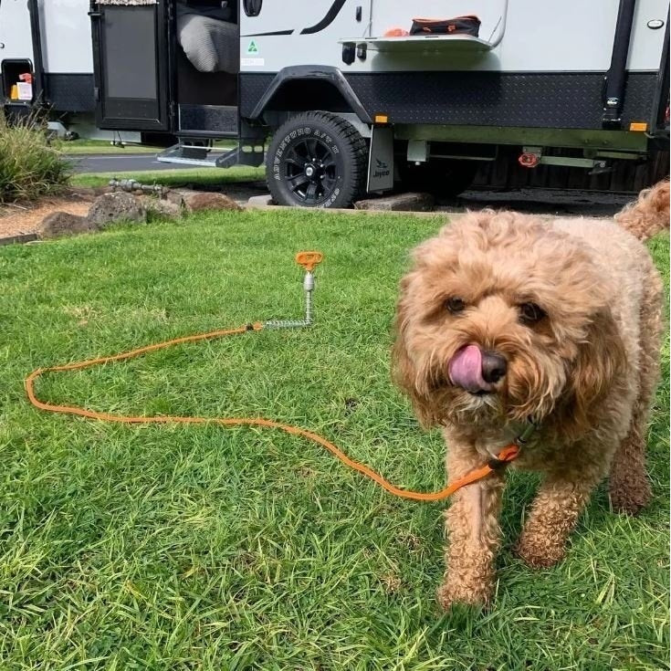 The Quicky pet restraint for Camping. — AMD Touring